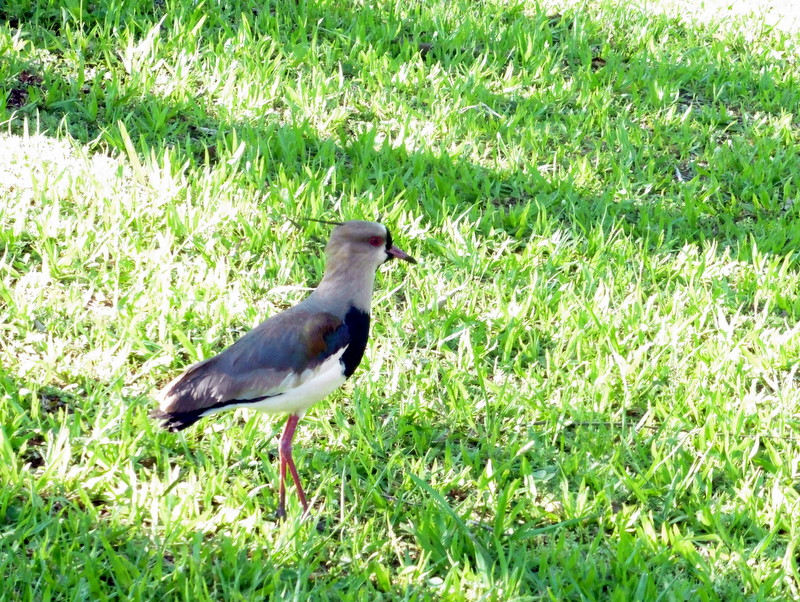 Aras, lamas, toucans et compagnie - Les 3 passions de BernadetteLes 3 ...